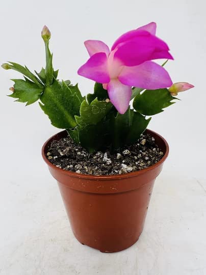 6 Plants That Flower at Christmas